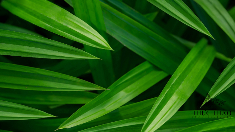 NHỮNG CÔNG DỤNG BẤT NGỜ CỦA LÁ DỨA ĐỐI VỚI SỨC KHỎE CON NGƯỜI